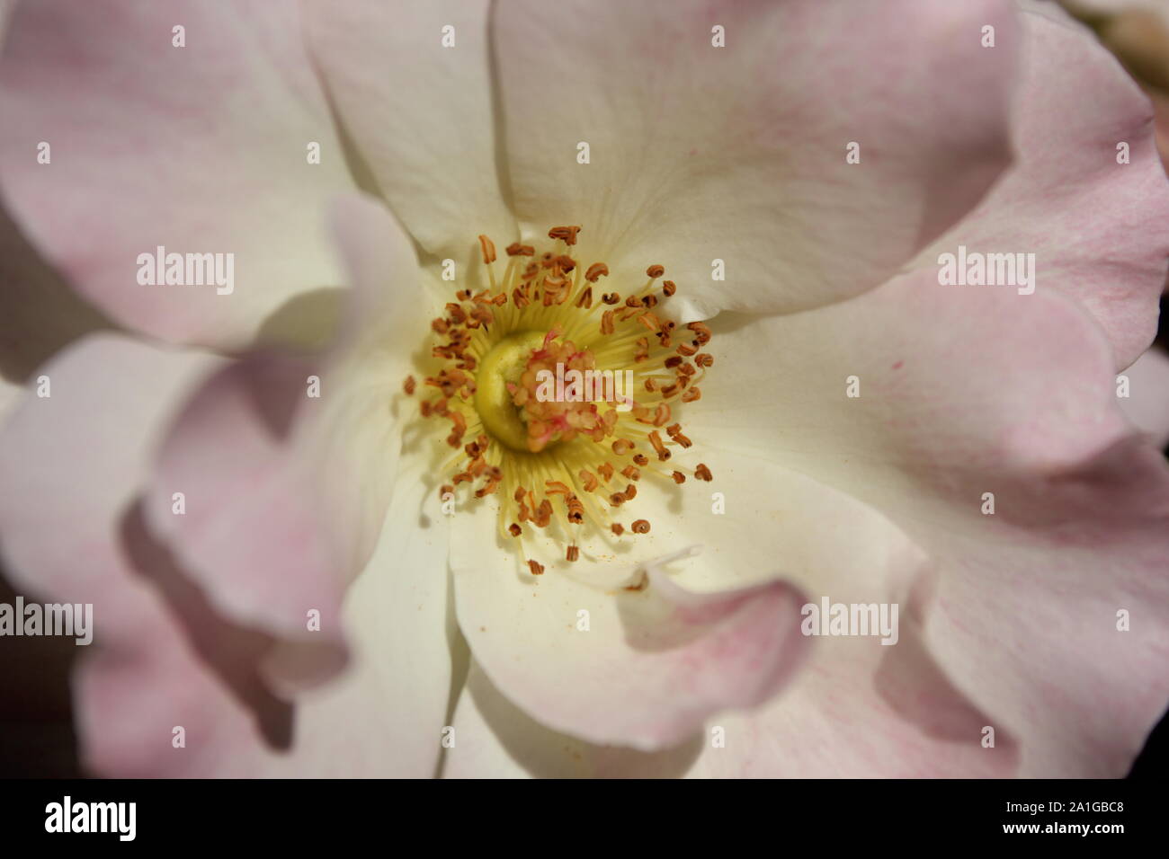 Beautiful brite eyes climbing rose growing in a garden Stock Photo - Alamy