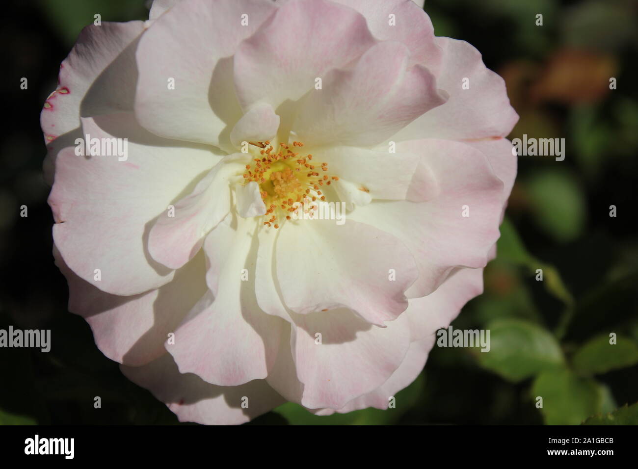 Beautiful brite eyes climbing rose growing in a garden Stock Photo - Alamy