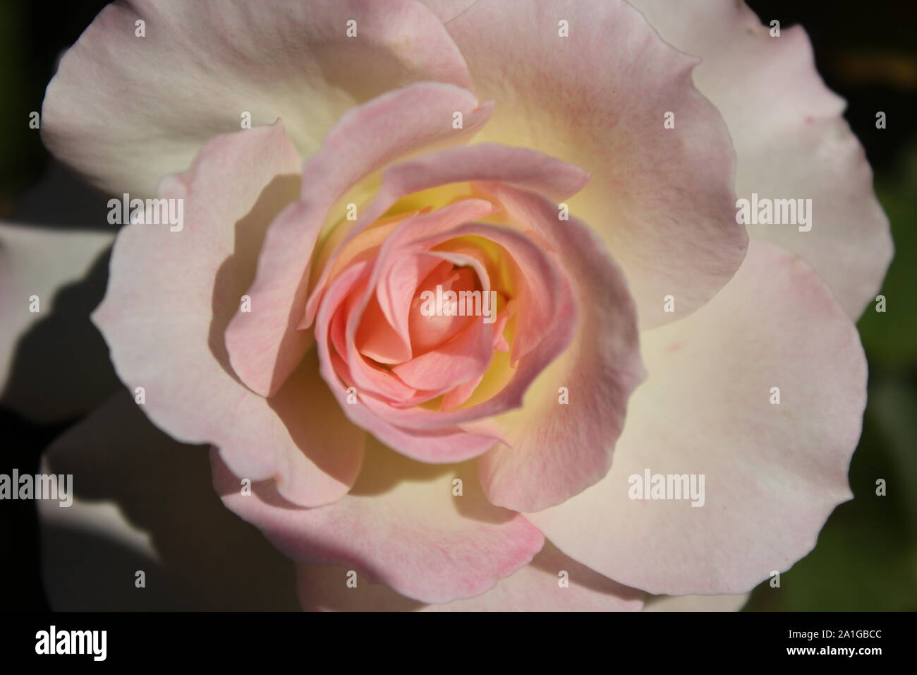 Beautiful pale pink rose growing in a garden Stock Photo - Alamy