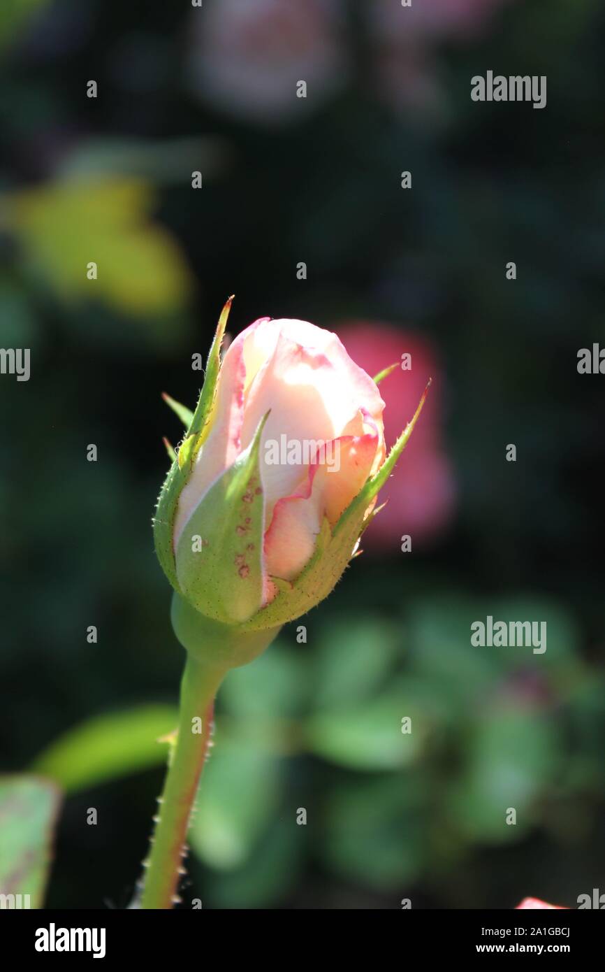Beautiful grandiflora gemini hybrid tea rose growing in a garden Stock ...