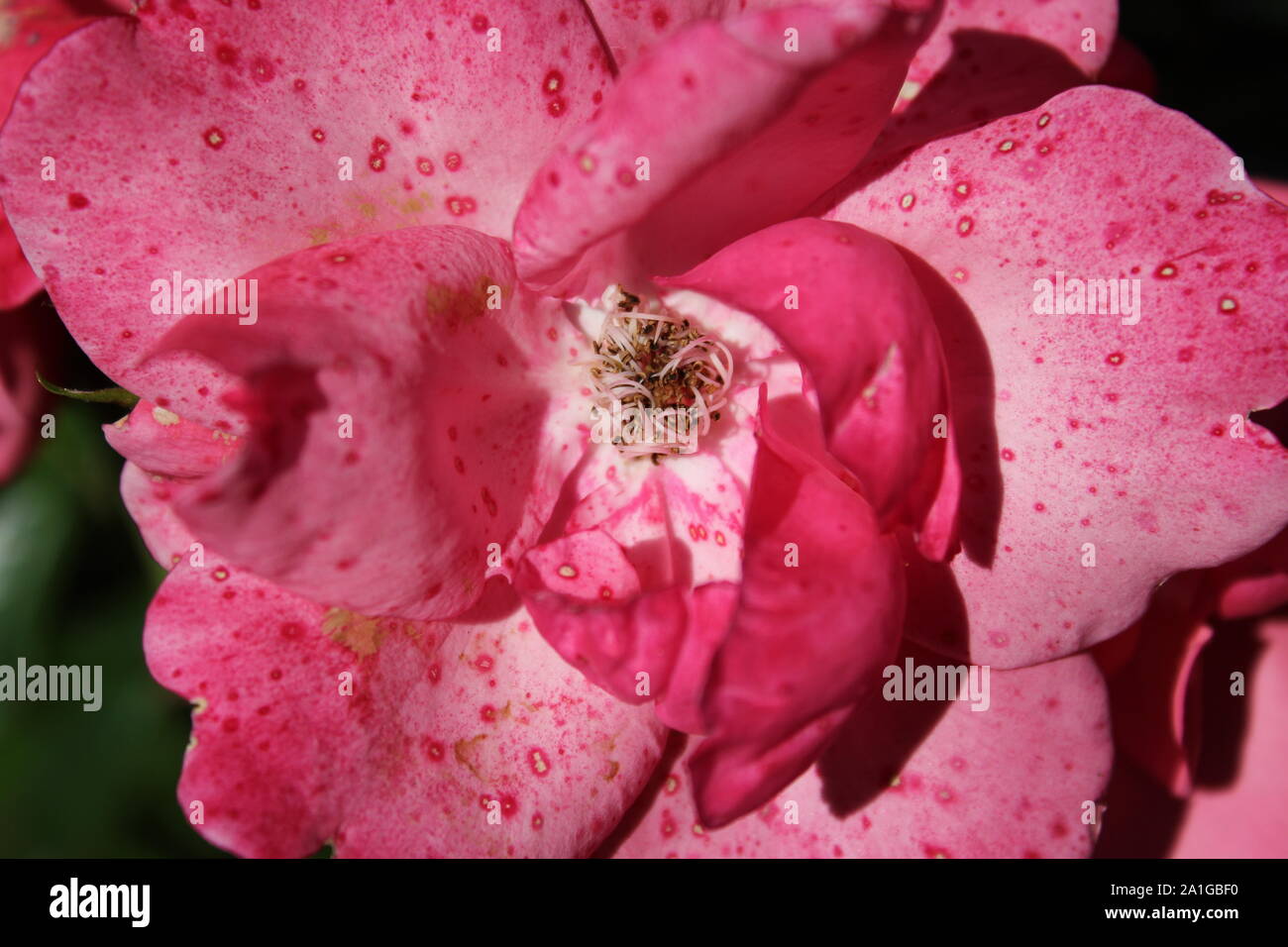 Beautiful brite eyes climbing rose growing in a garden Stock Photo - Alamy