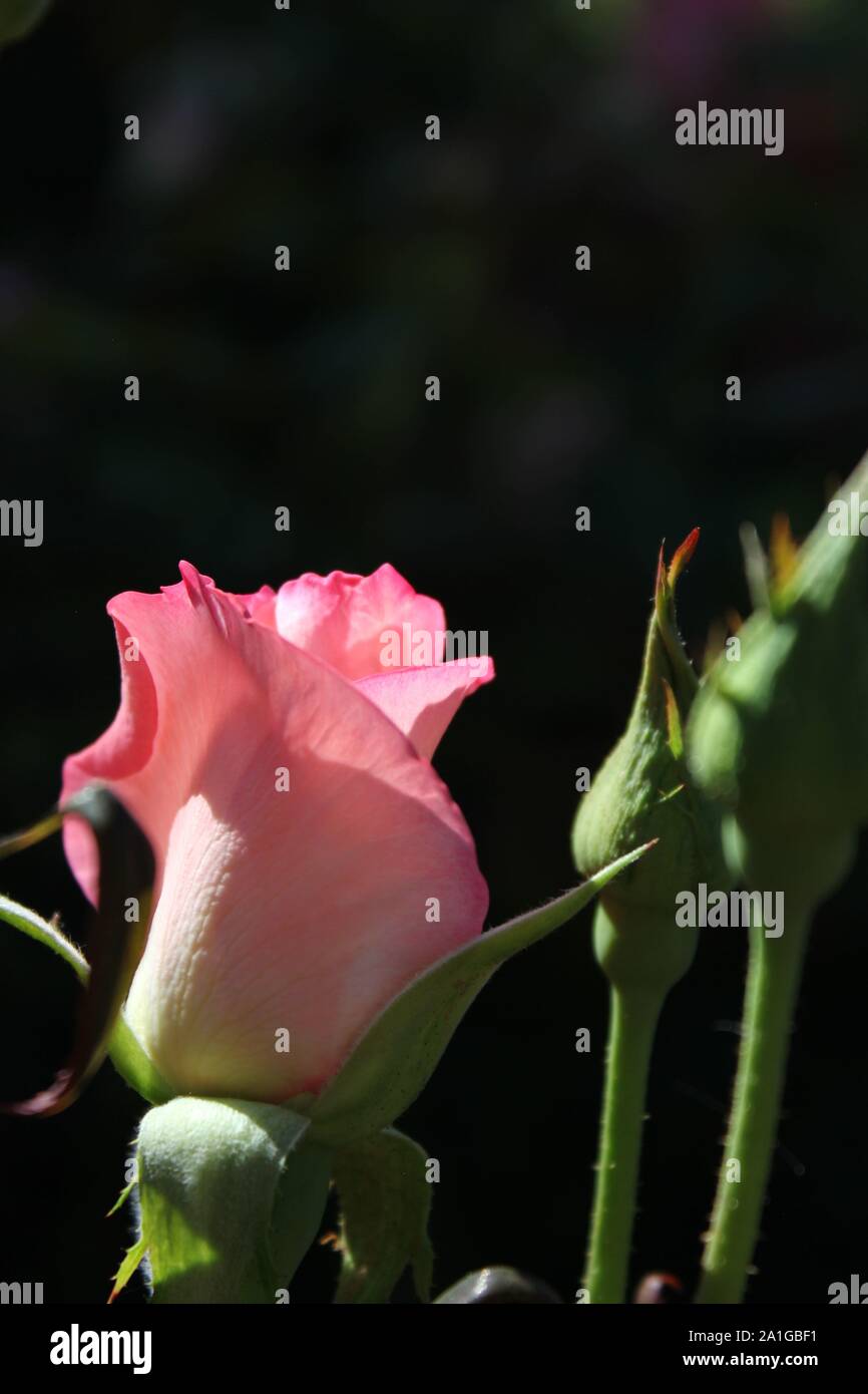 Brite eyes hi-res stock photography and images - Alamy