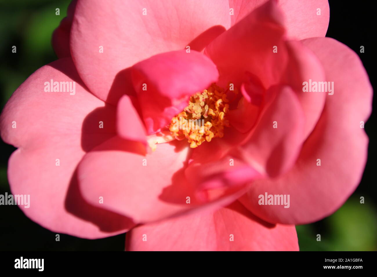 Beautiful brite eyes climbing rose growing in a garden Stock Photo - Alamy
