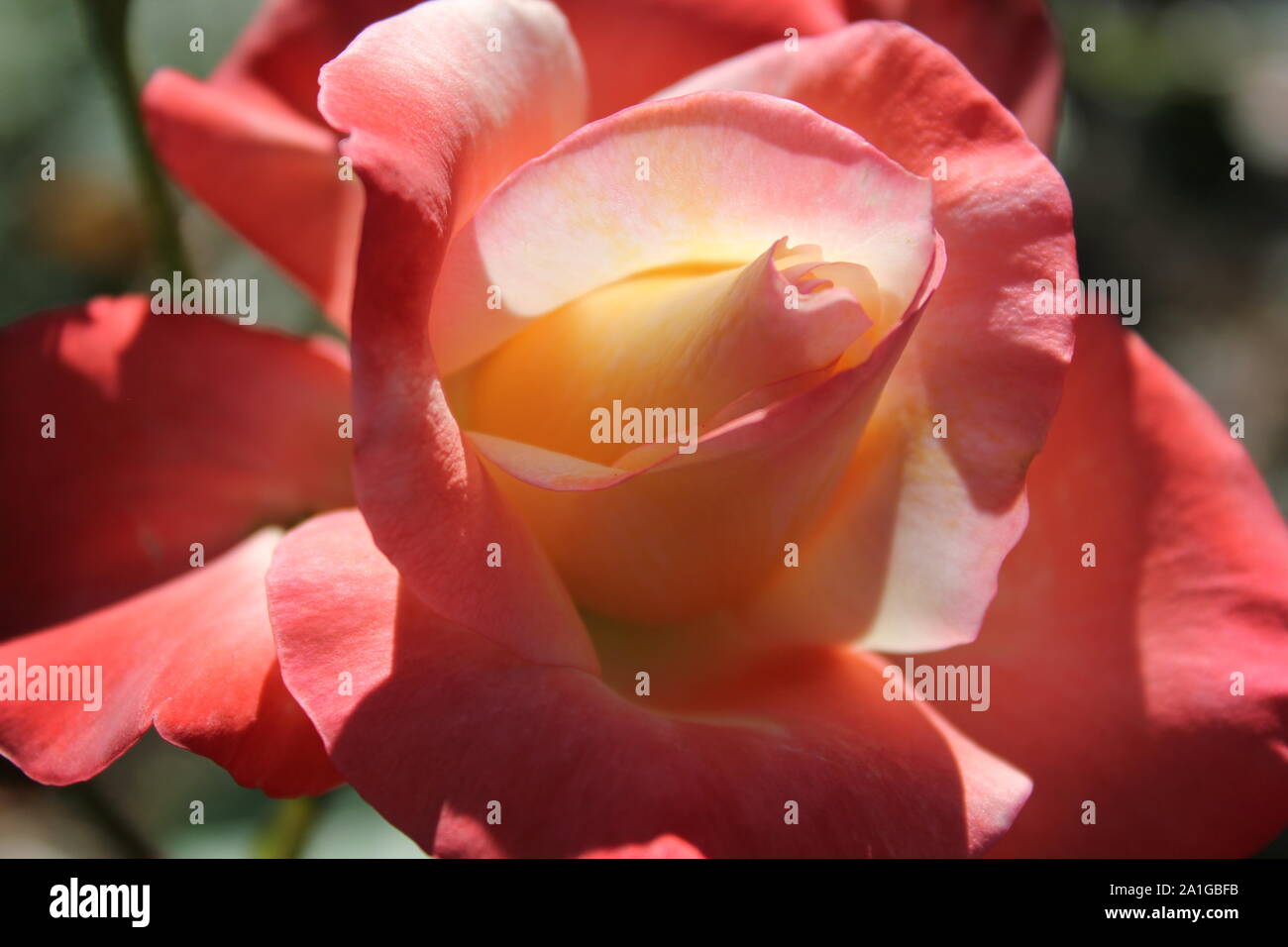Beautiful grandiflora gemini hybrid tea rose growing in a garden Stock ...