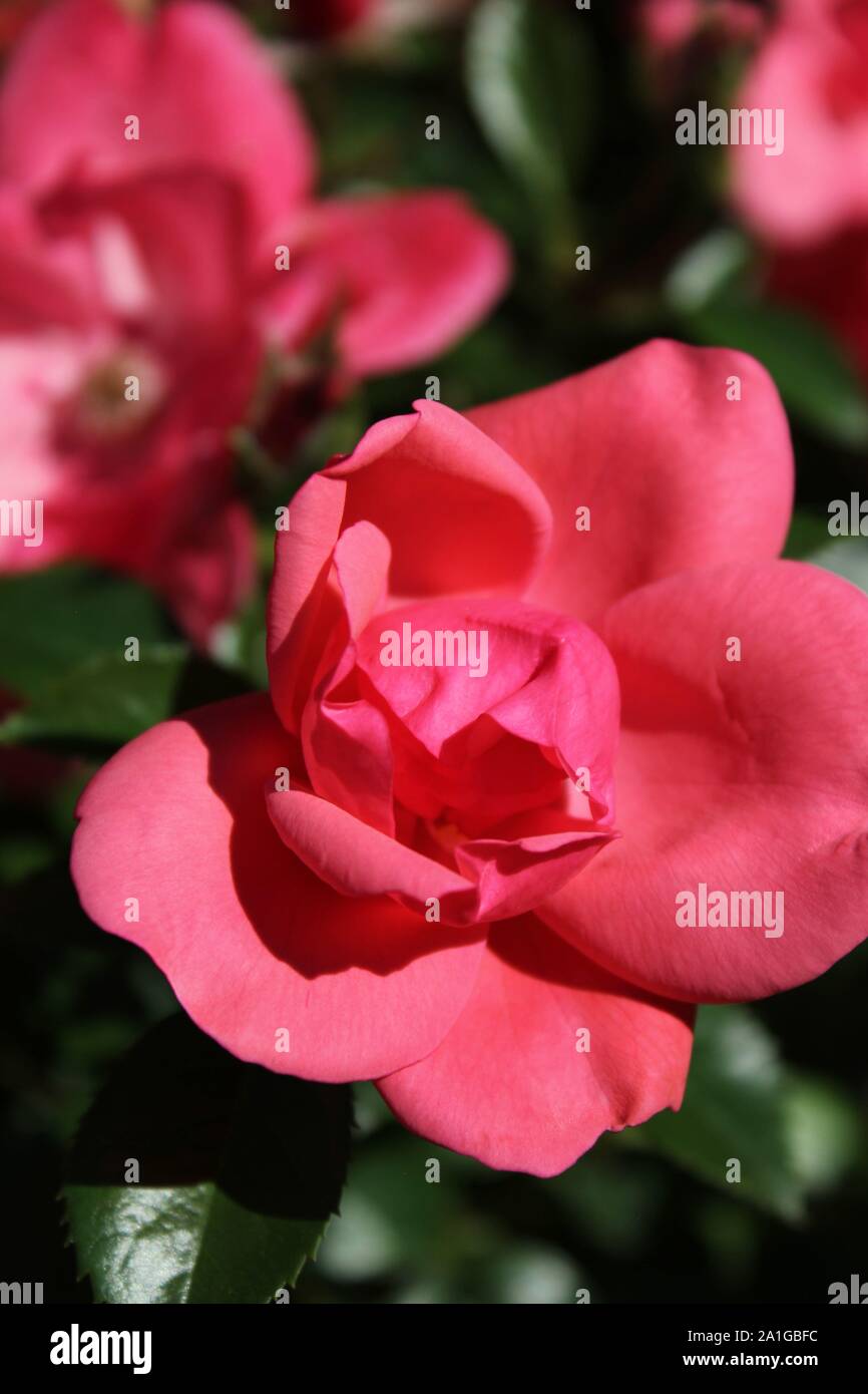 Brite eyes hi-res stock photography and images - Alamy