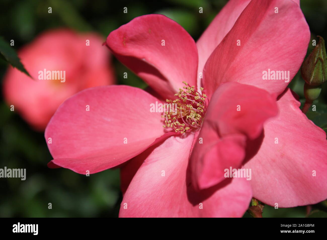 Beautiful brite eyes climbing rose growing in a garden Stock Photo - Alamy