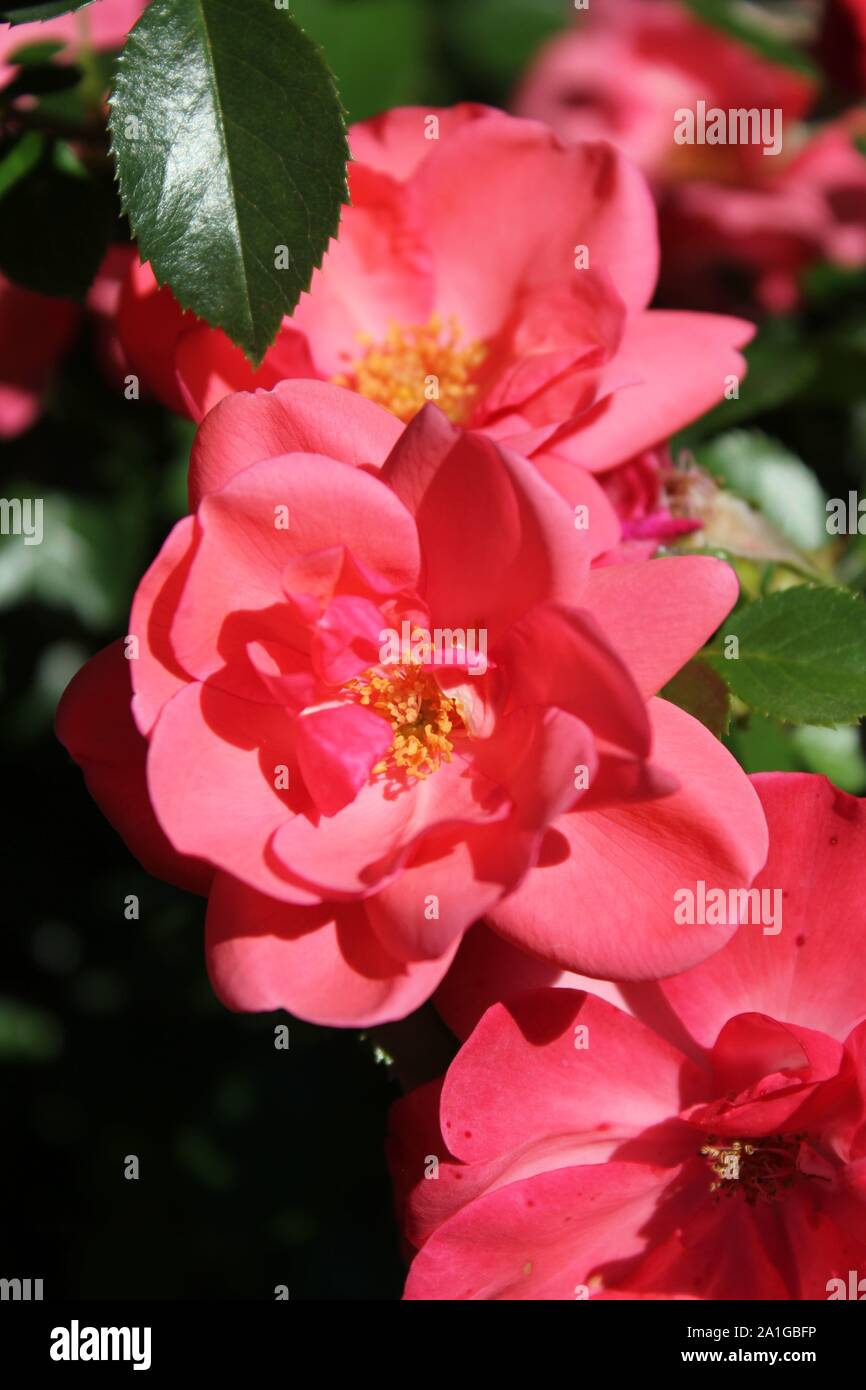 Beautiful brite eyes climbing rose growing in a garden Stock Photo - Alamy