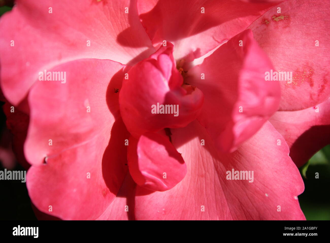 Beautiful brite eyes climbing rose growing in a garden Stock Photo - Alamy