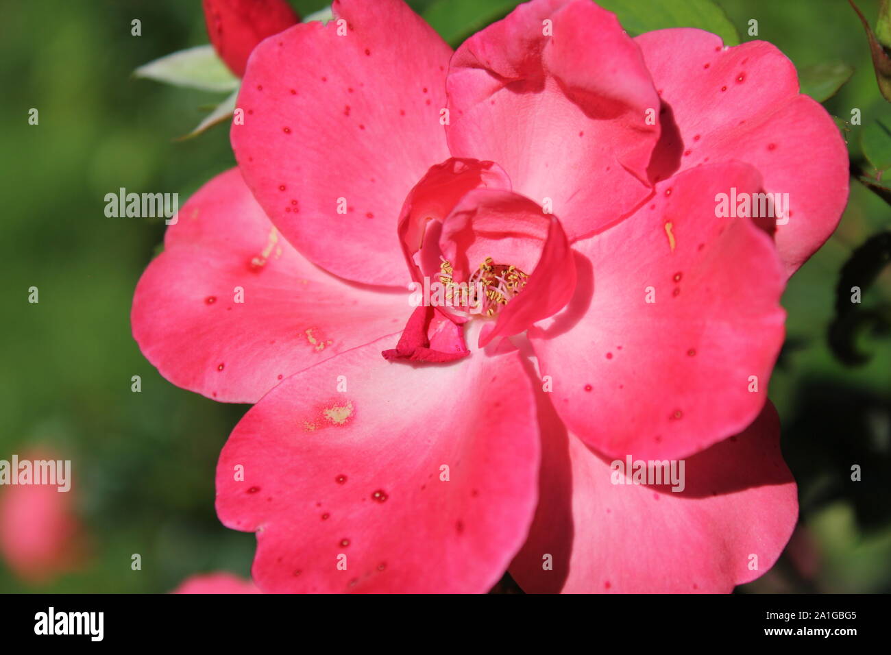 Beautiful brite eyes climbing rose growing in a garden Stock Photo - Alamy