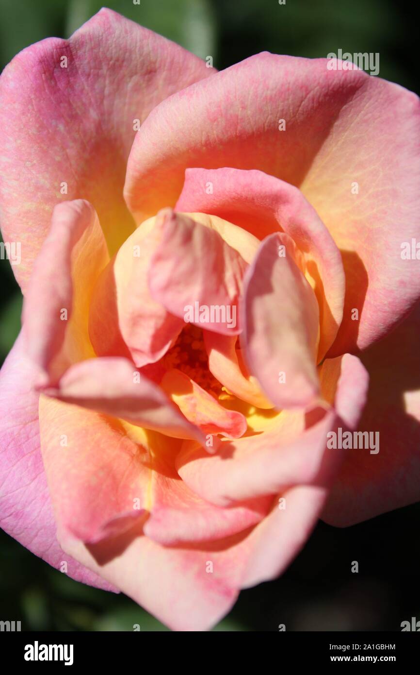 Beautiful grandiflora gemini hybrid tea rose growing in a garden Stock ...