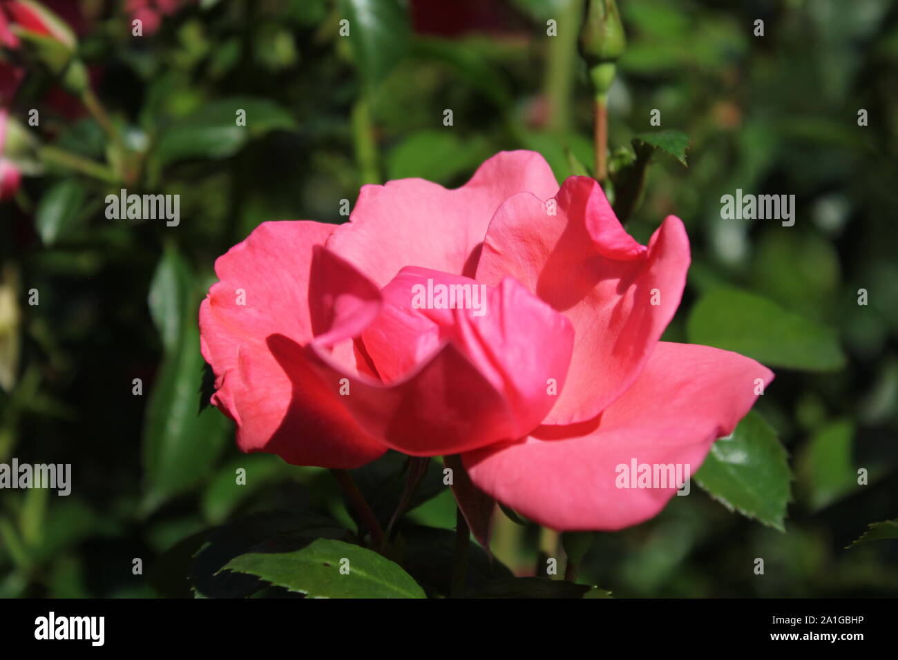 Beautiful brite eyes climbing rose growing in a garden Stock Photo - Alamy