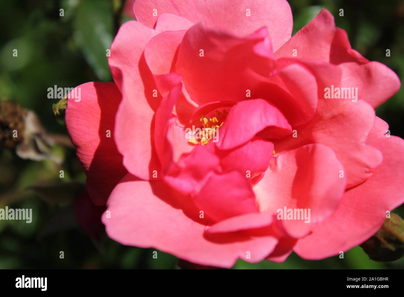 Brite eyes hi-res stock photography and images - Alamy