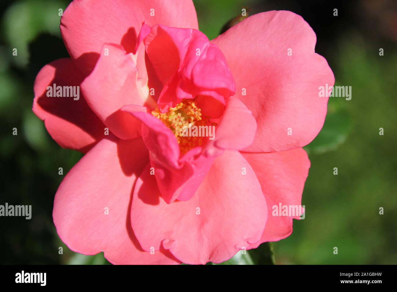 Beautiful brite eyes climbing rose growing in a garden Stock Photo - Alamy
