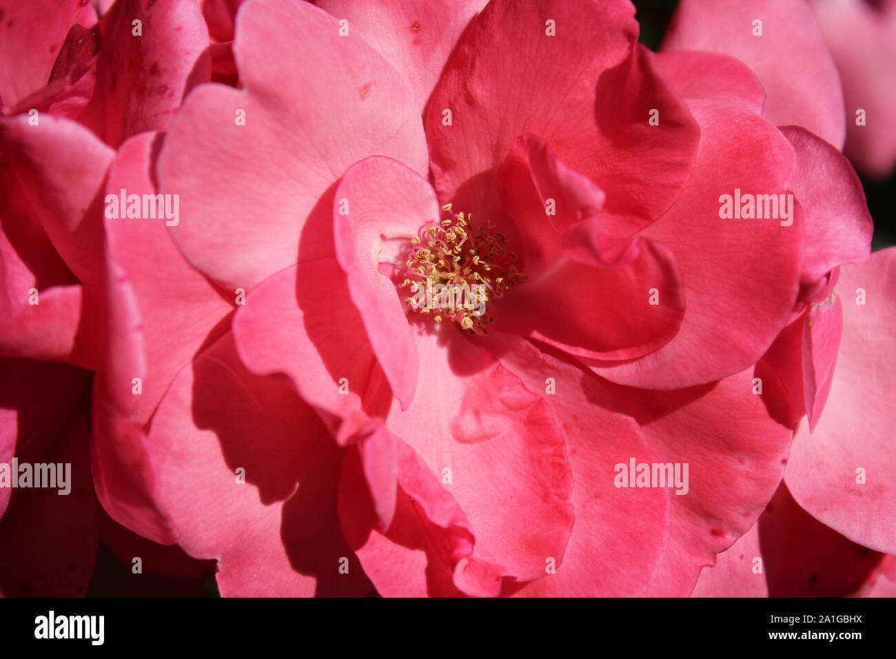 Brite eyes hi-res stock photography and images - Alamy