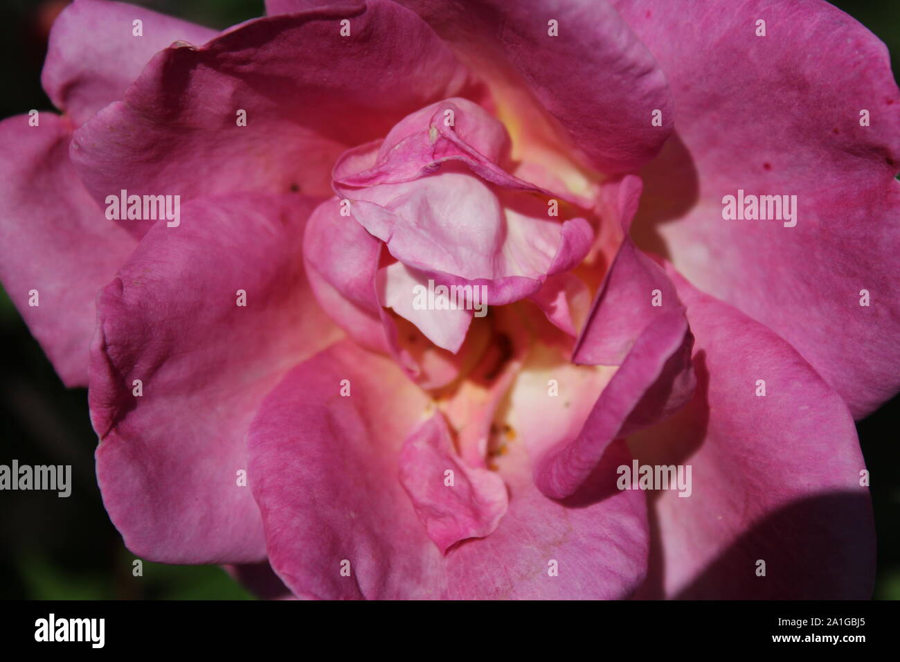 Beautiful brite eyes climbing rose growing in a garden Stock Photo - Alamy