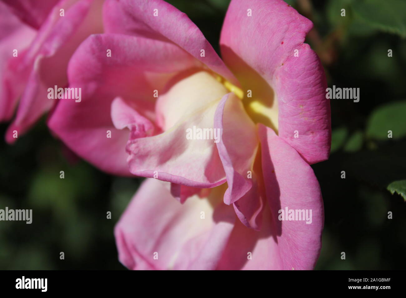 Beautiful brite eyes climbing rose growing in a garden Stock Photo - Alamy