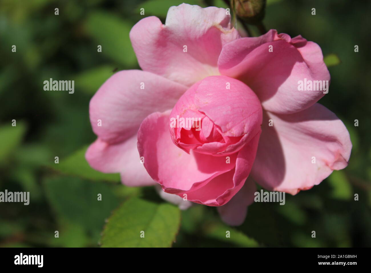 Beautiful brite eyes climbing rose growing in a garden Stock Photo - Alamy