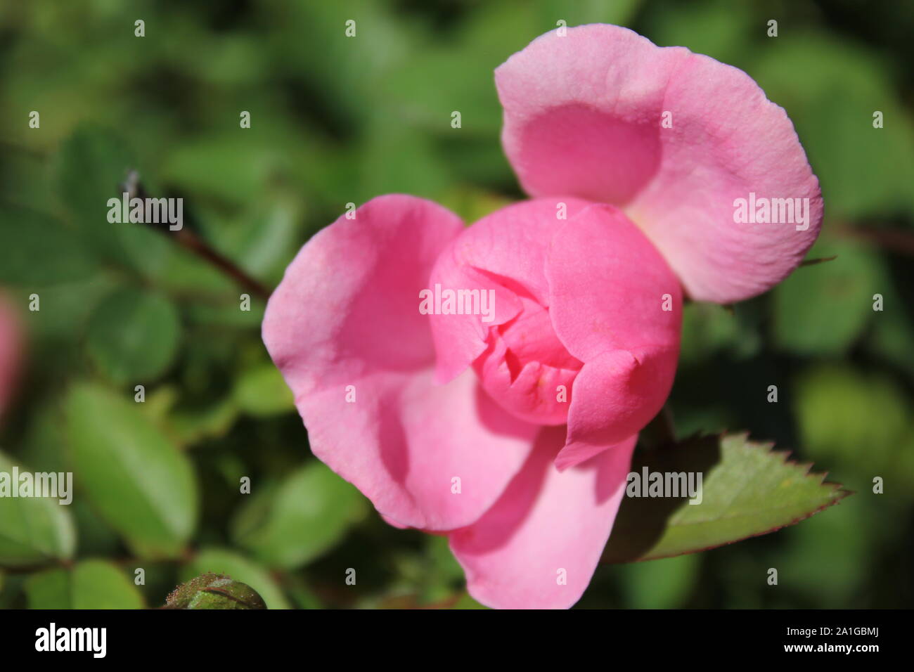 Brite eyes hi-res stock photography and images - Alamy