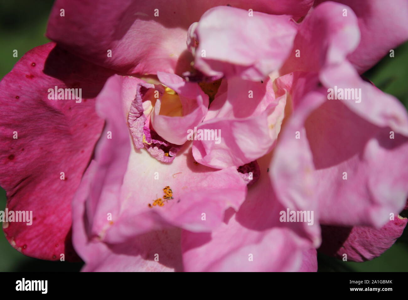 Beautiful brite eyes climbing rose growing in a garden Stock Photo - Alamy