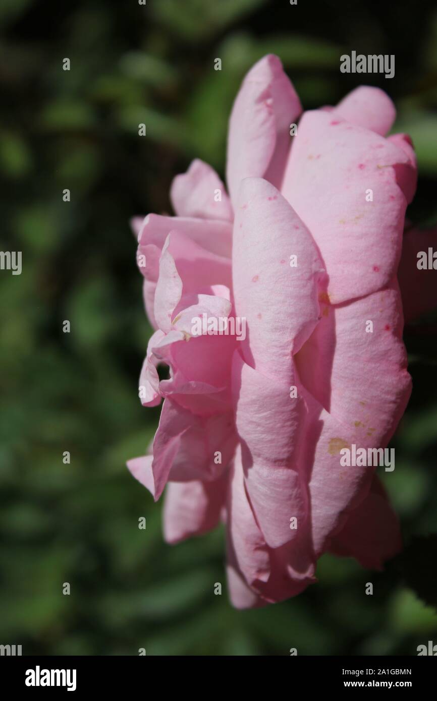 Beautiful brite eyes climbing rose growing in a garden Stock Photo - Alamy