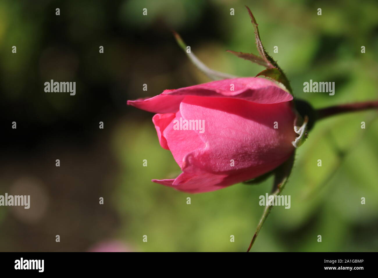 Beautiful brite eyes climbing rose growing in a garden Stock Photo - Alamy