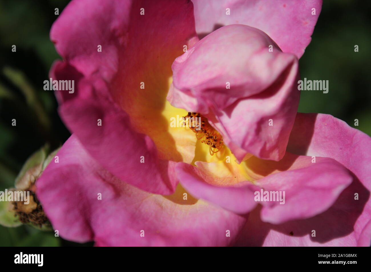 Beautiful brite eyes climbing rose growing in a garden Stock Photo - Alamy