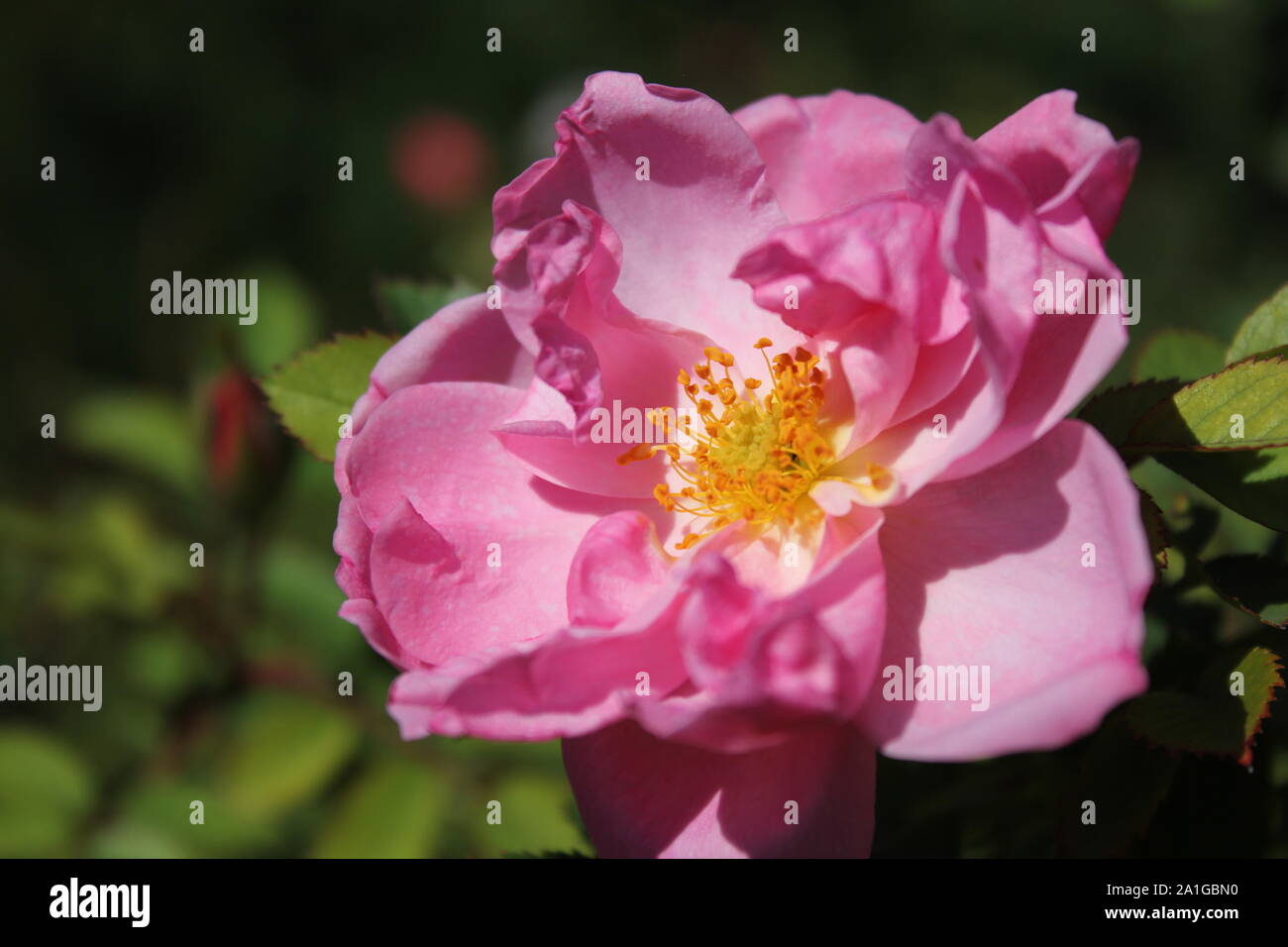 Beautiful brite eyes climbing rose growing in a garden Stock Photo - Alamy