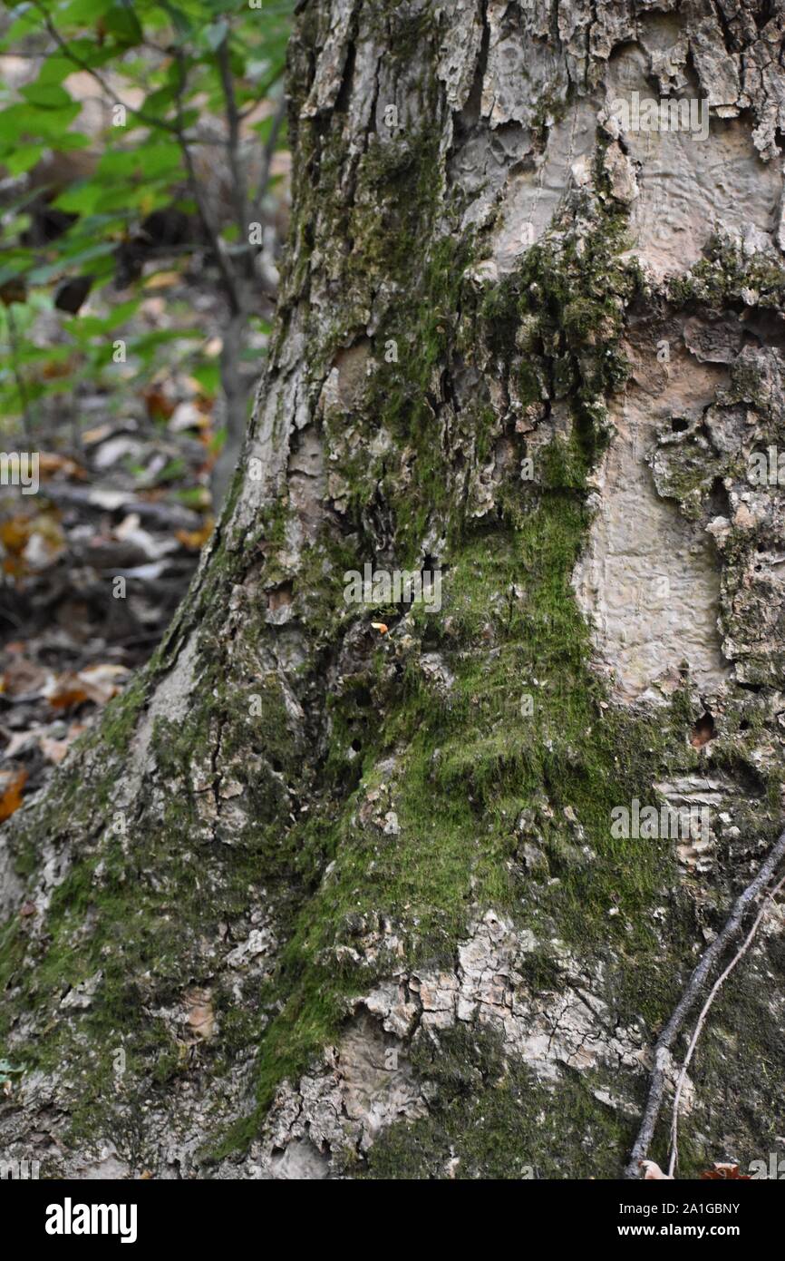 Caledon State Park High Resolution Stock Photography and Images - Alamy