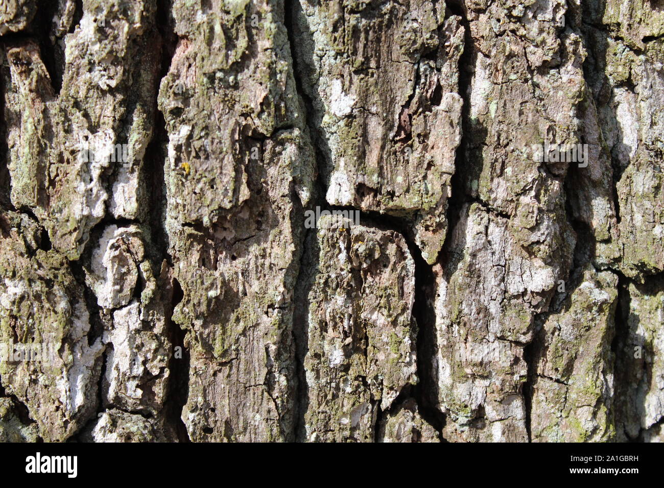 The picture shows a brown tree bark Stock Photo - Alamy