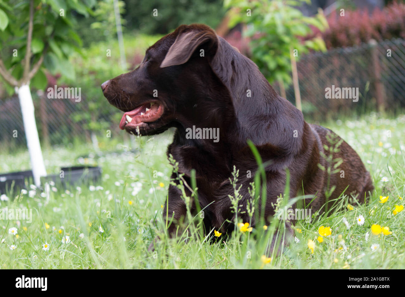 Cute labrador puppy in green grass. Man s best friend Stock Photo - Alamy