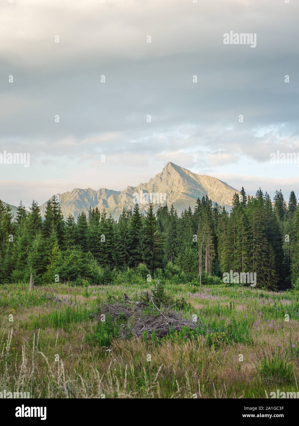 Forest meadow, trees and mount Krivan peak Slovak symbol in distance ...