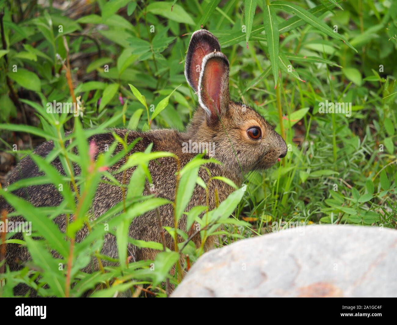 Arctic hare summer hi-res stock photography and images - Alamy