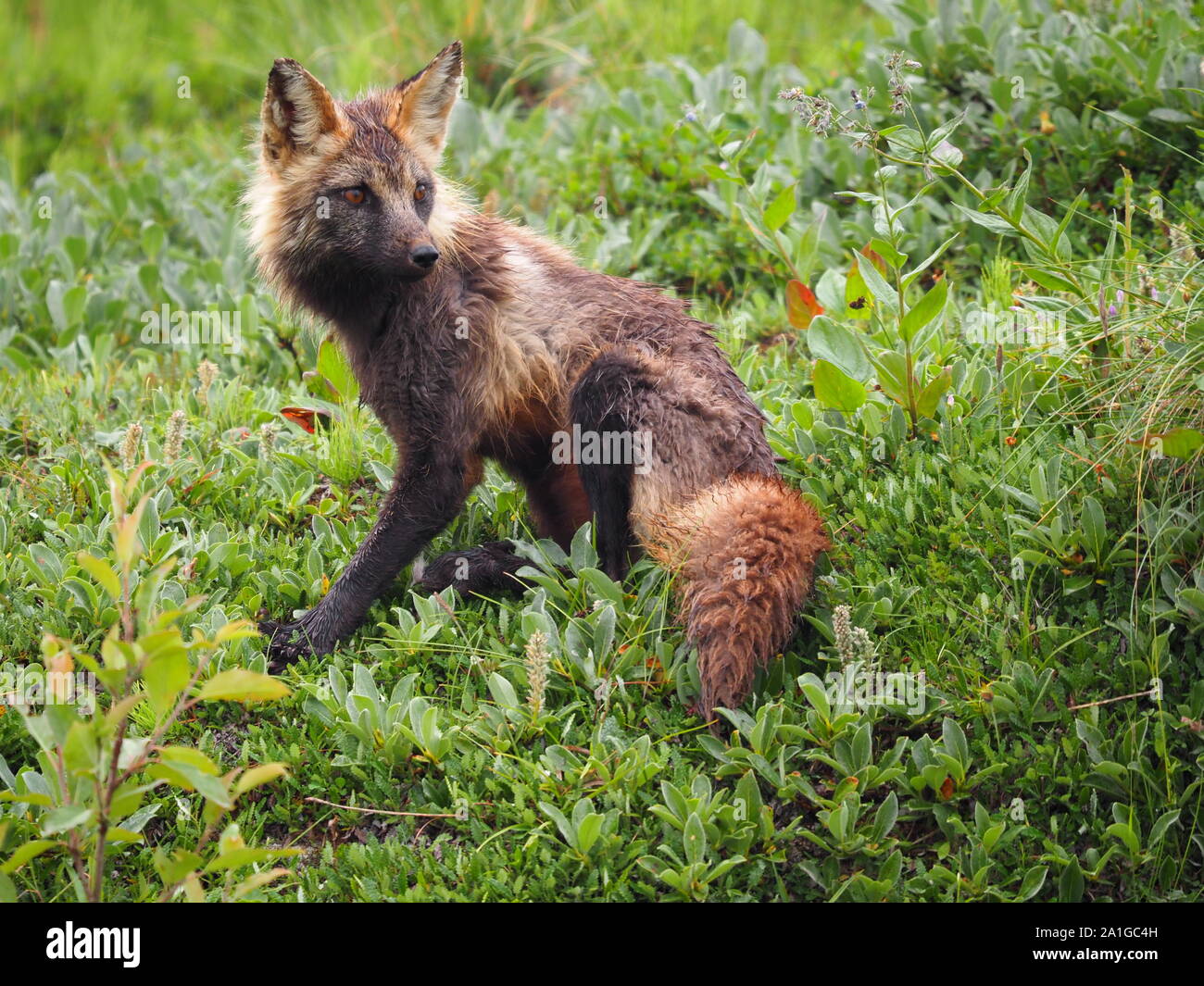 Red Fox Denali National Park Alaska USA Stock Photo - Alamy
