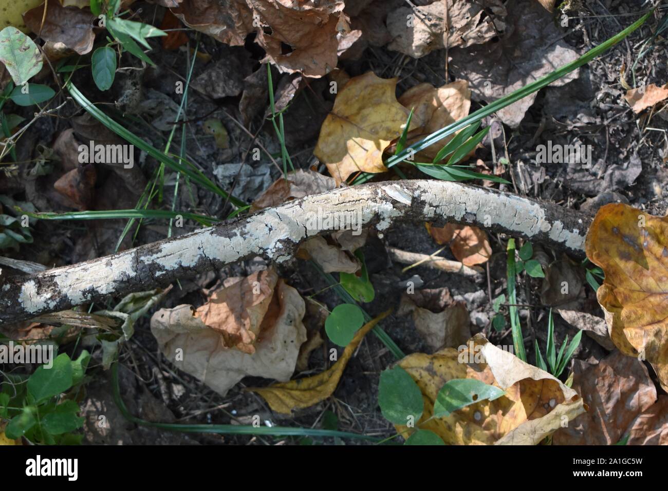 Caledon State Park Forest Stock Photo - Alamy