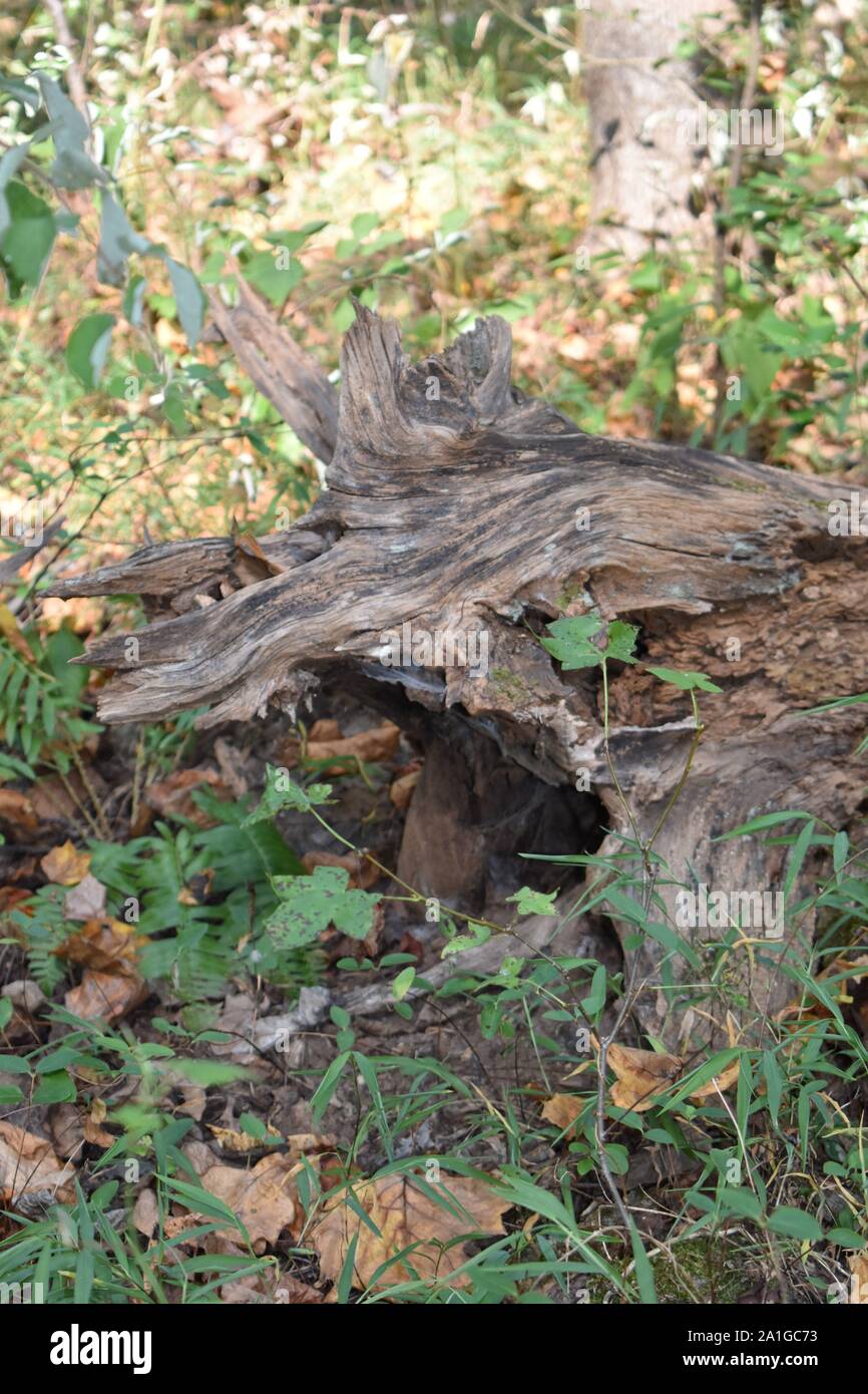 Caledon State Park Forest Stock Photo - Alamy