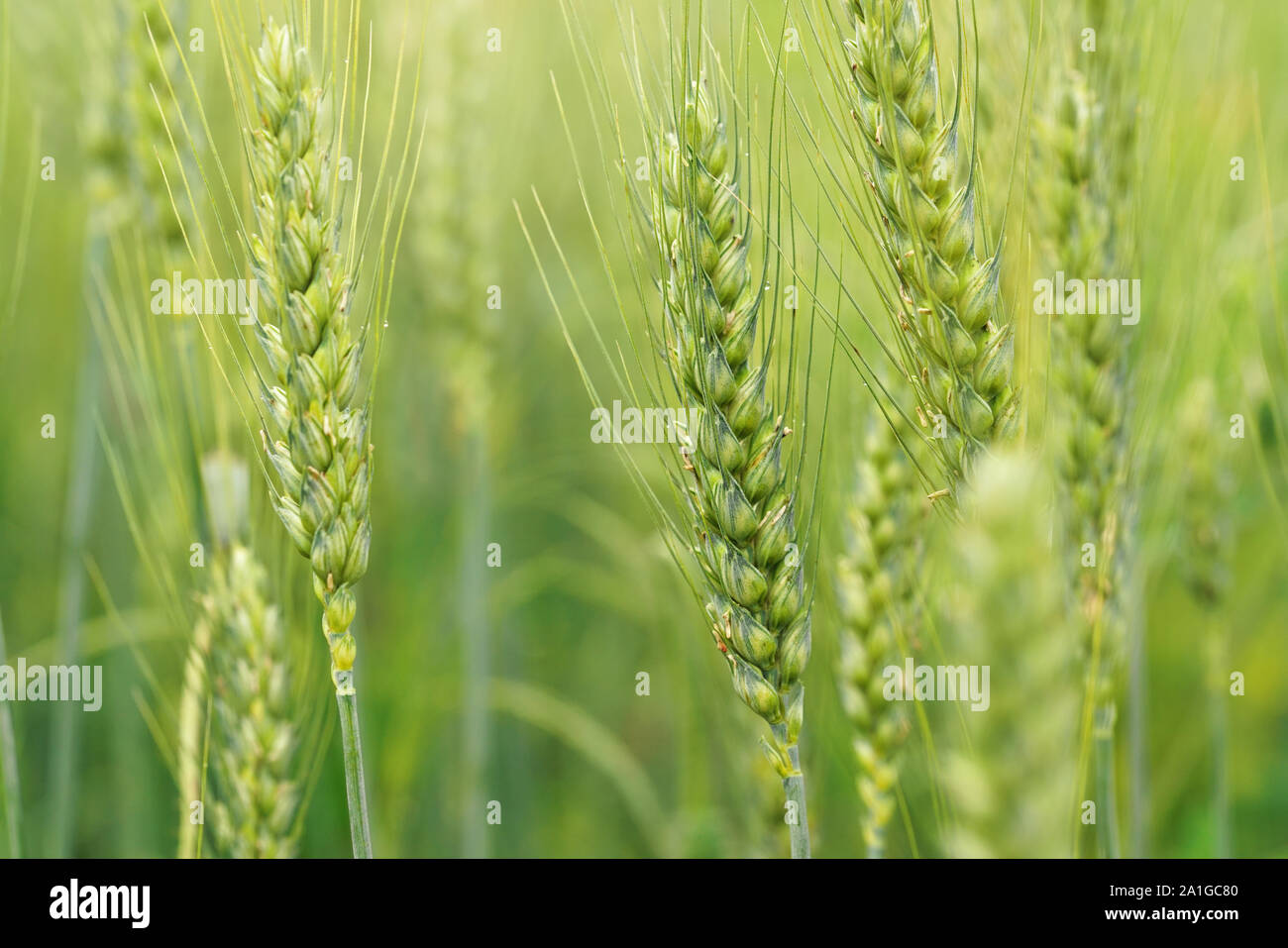 Close up unripe green wheat stems, wet from rain Stock Photo - Alamy