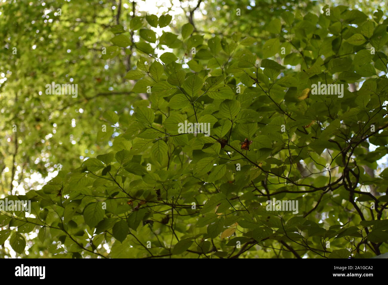 Virginia state tree hi-res stock photography and images - Alamy