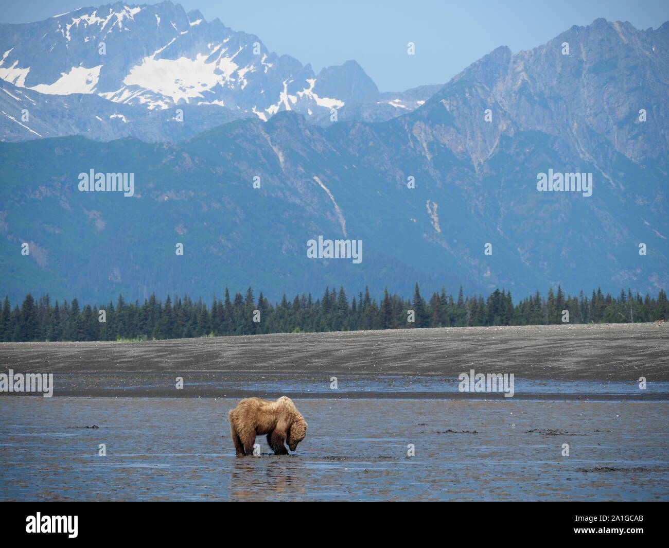 Brown Grizzly Bear Digging For Clams Katmai Alaska USA Stock Photo - Alamy