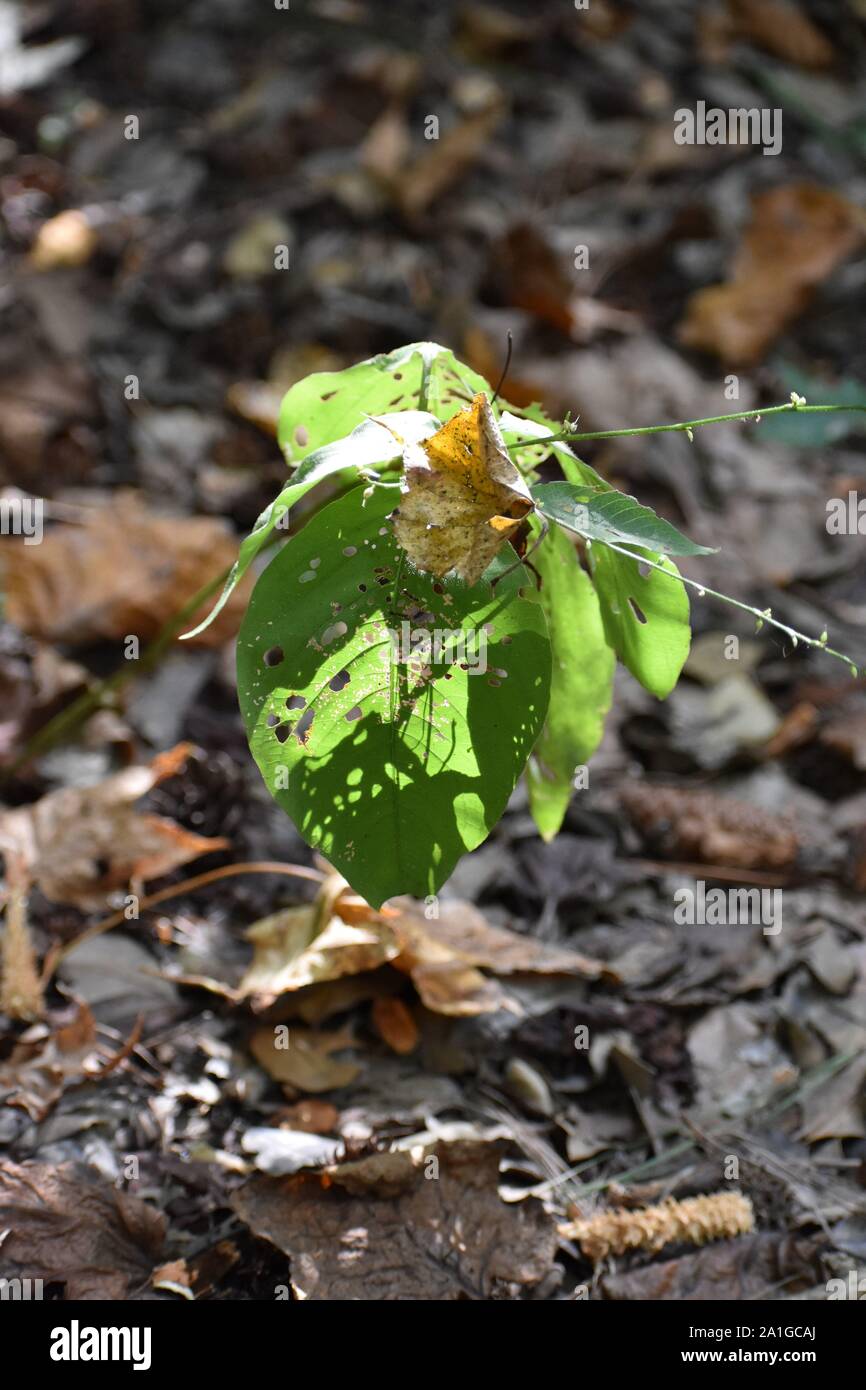 Bug Eaten Green Leafed Plant Stock Photo - Alamy