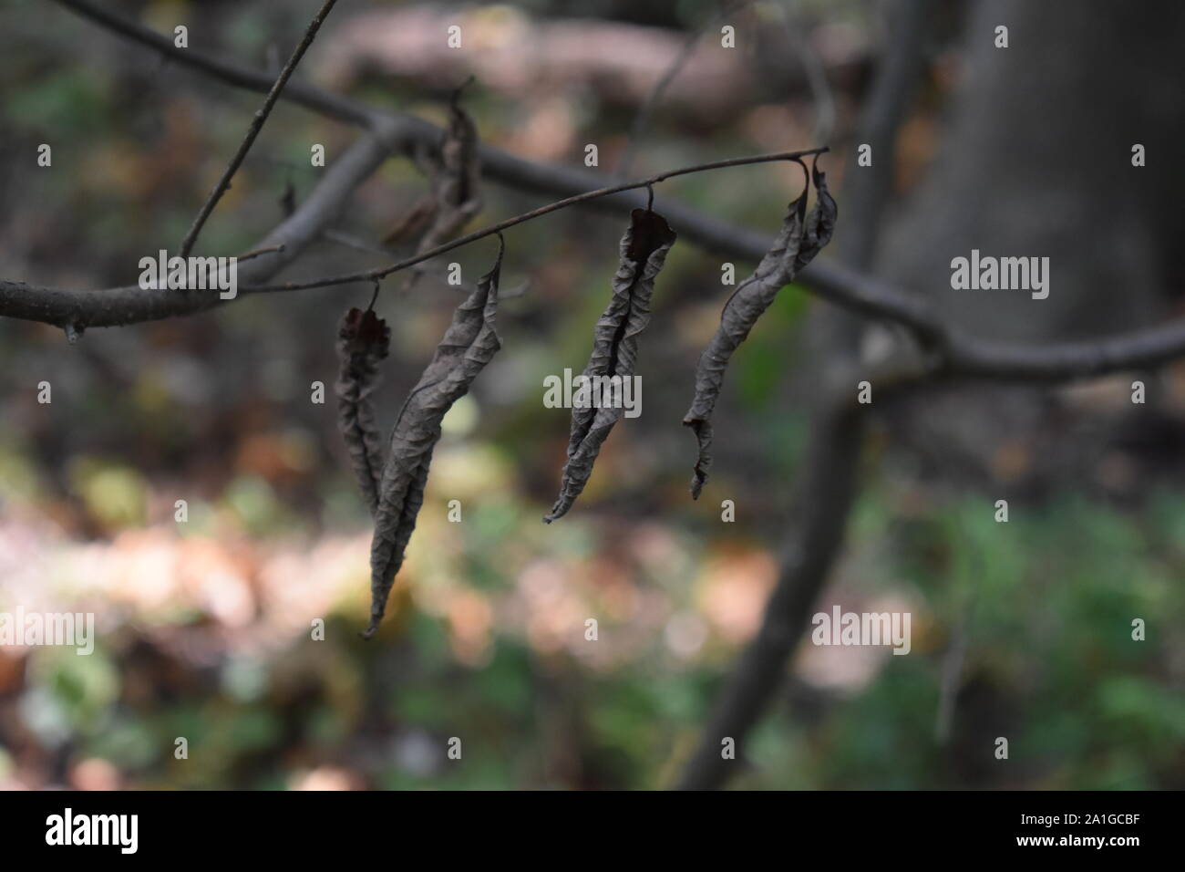 Dead branch and leaves hi-res stock photography and images - Alamy