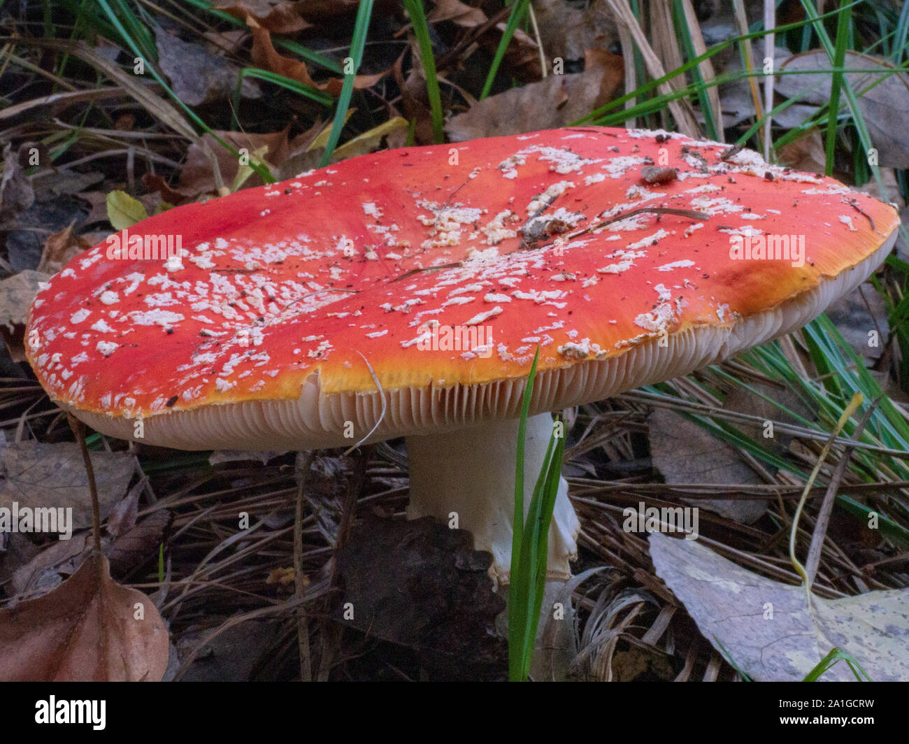 Orange and Red Mushroom with white spots side view Stock Photo - Alamy