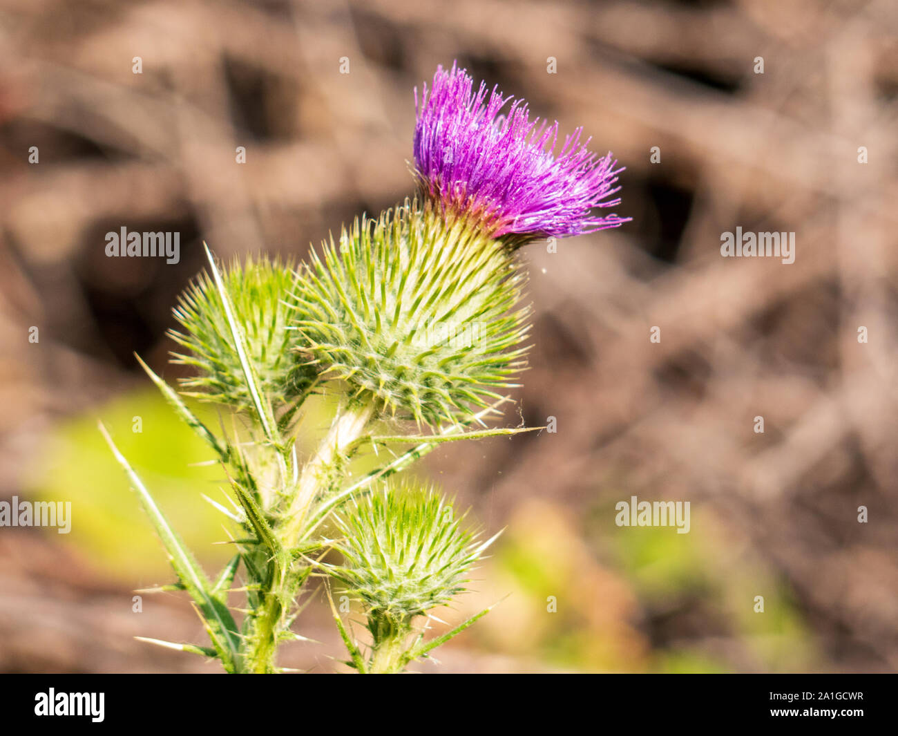 California thistle spring time close up shot Stock Photo - Alamy