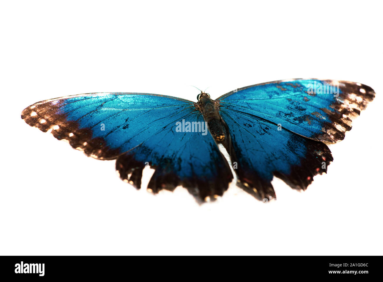 Monarch butterfly legs Cut Out Stock Images & Pictures - Alamy