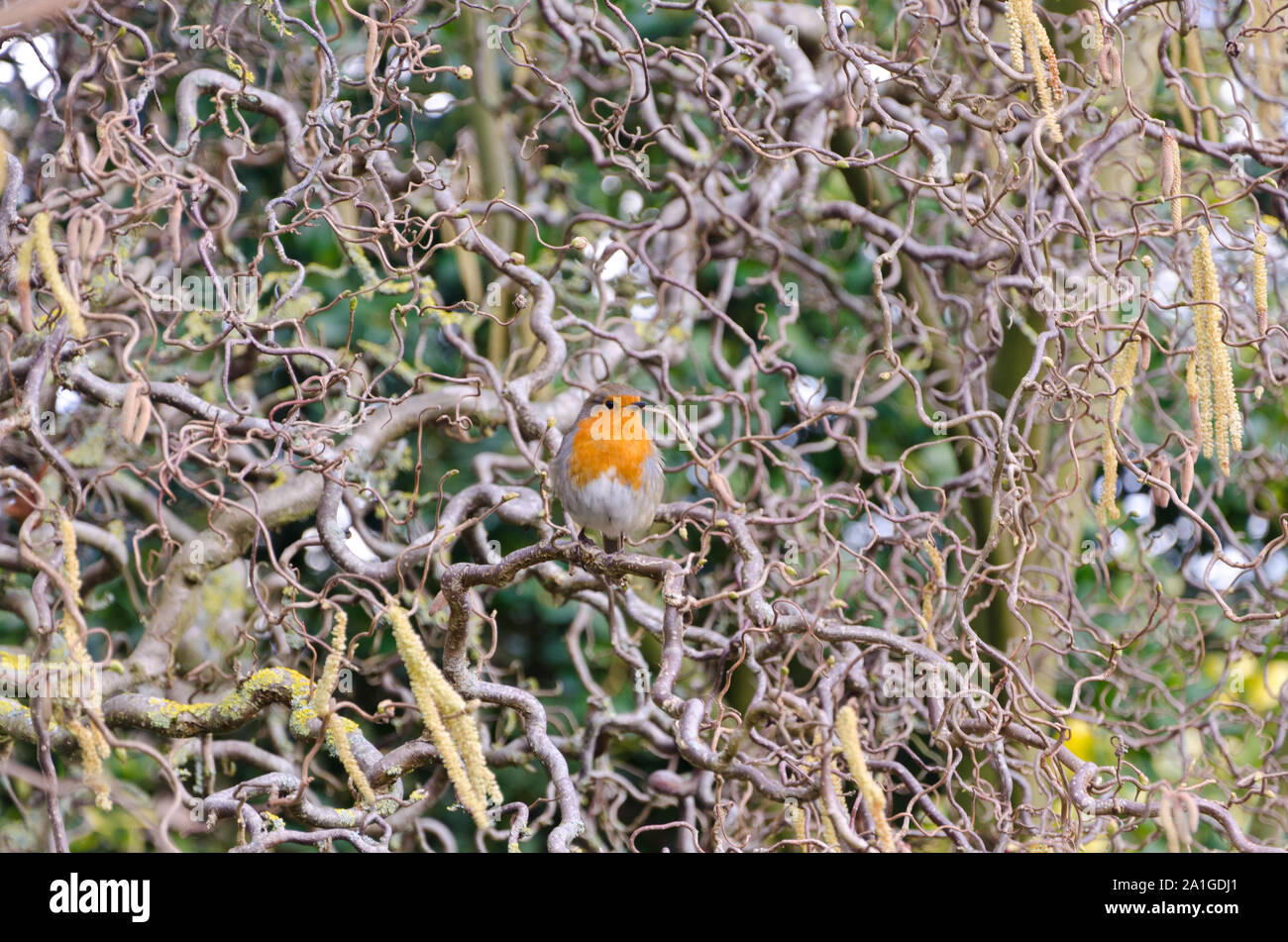 Corkscrew plant hi-res stock photography and images - Alamy