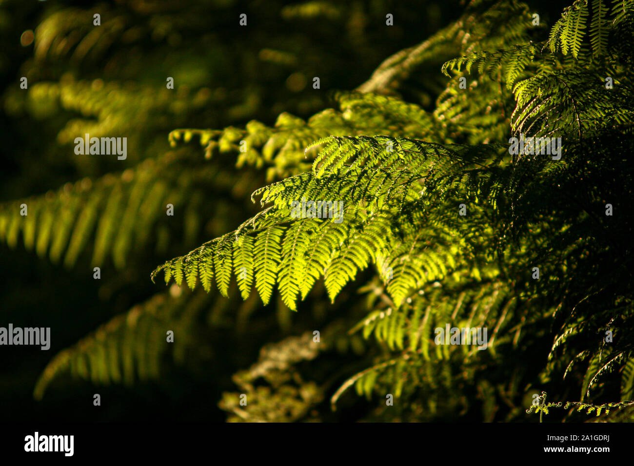 Forest fern plant hi-res stock photography and images - Alamy