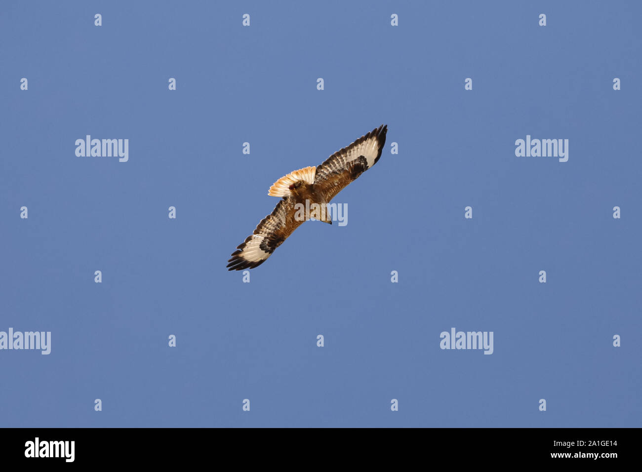 Turkey hawk hi-res stock photography and images - Alamy