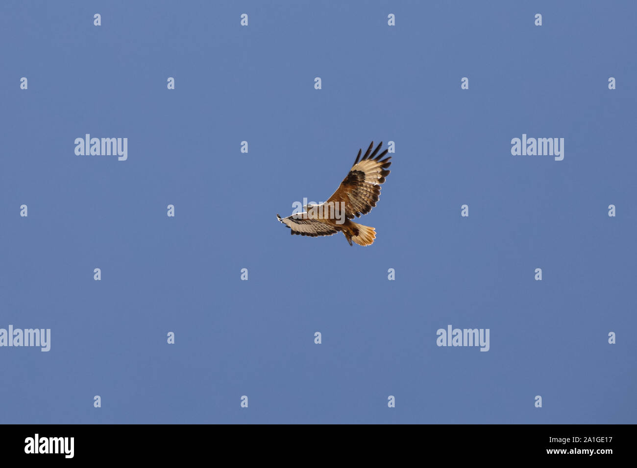 Turkey hawk hi-res stock photography and images - Alamy