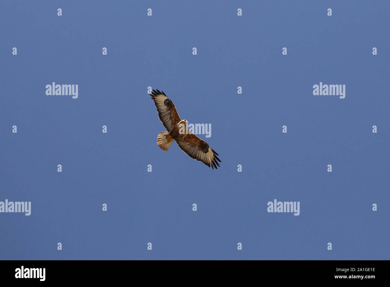 Turkey hawk hi-res stock photography and images - Alamy