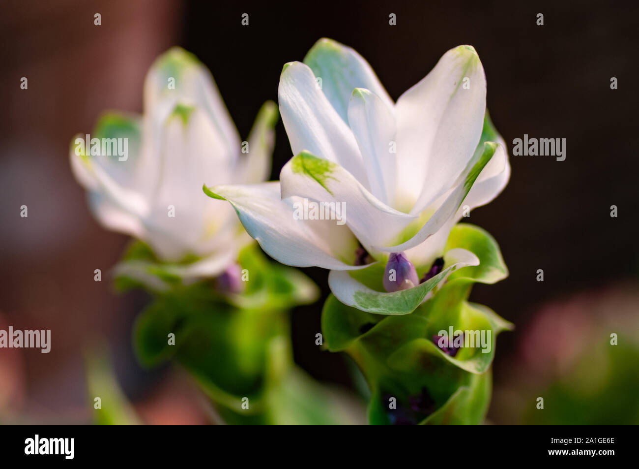 White ginger flower hi-res stock photography and images - Alamy