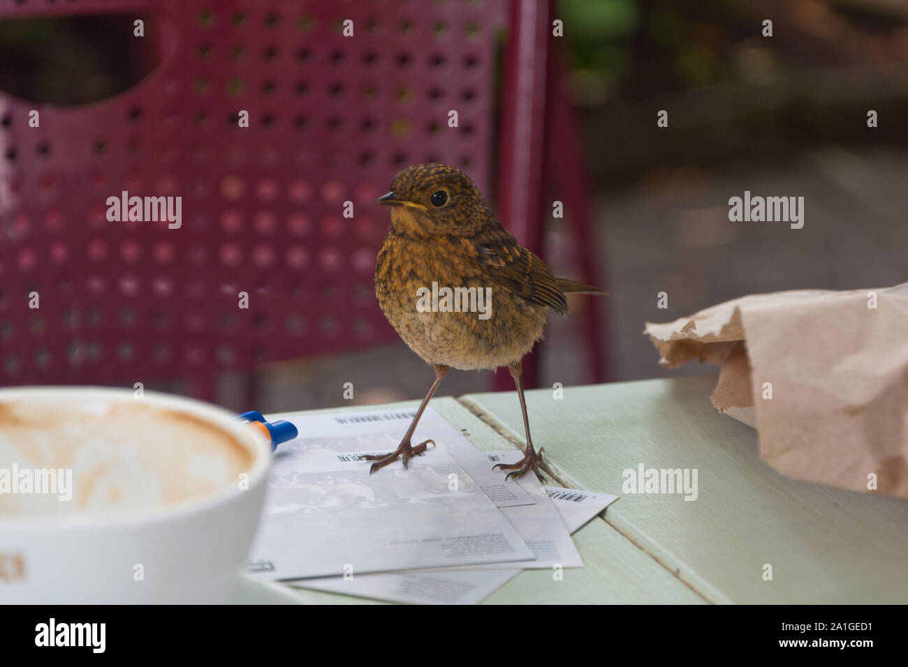 Curious young robin writing postcard in Ireland Stock Photo - Alamy